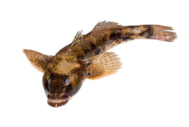 Brown Bullhead: A Very Popular Fish – Deep Blue Fishing Supplies