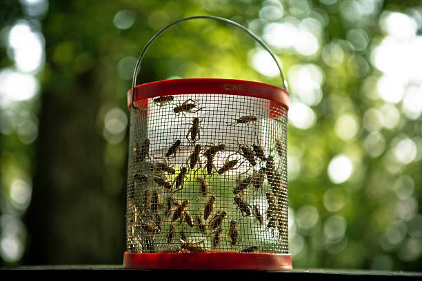 Crickets for Fishing - The Other Live Bait – Deep Blue Fishing Supplies