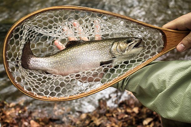 Fly Fishing Nets: The Secret Weapon That Will Revolutionize Your Fishi ...