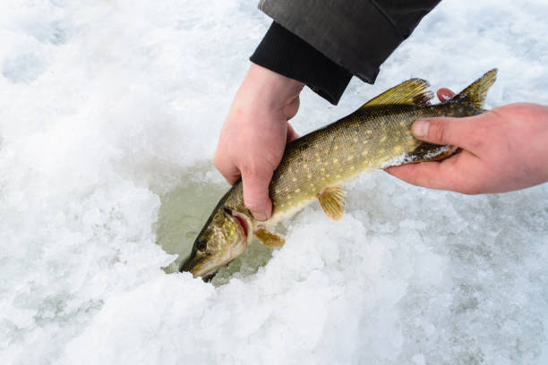 How to Catch and Release Fish – When Ice Fishing – Deep Blue Fishing ...